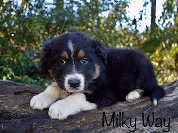 Australian Shepherd Breeders California