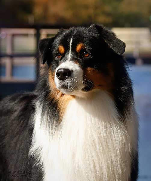Australian Shepherd Breeders Texas