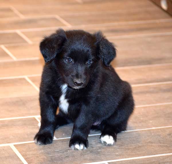 Australian Shepherd Puppies For Sale