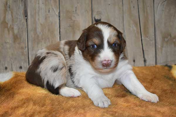 Australian Shepherd Breeders Arizona
