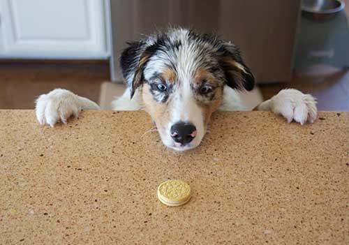 How To Stop Your Australian Shepherd From Counter Surfing | Part 1